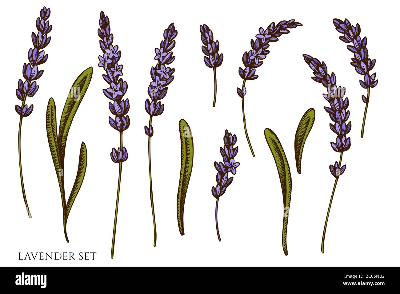 Vector set of hand drawn colored lavender Stock Vector Image & Art - Alamy