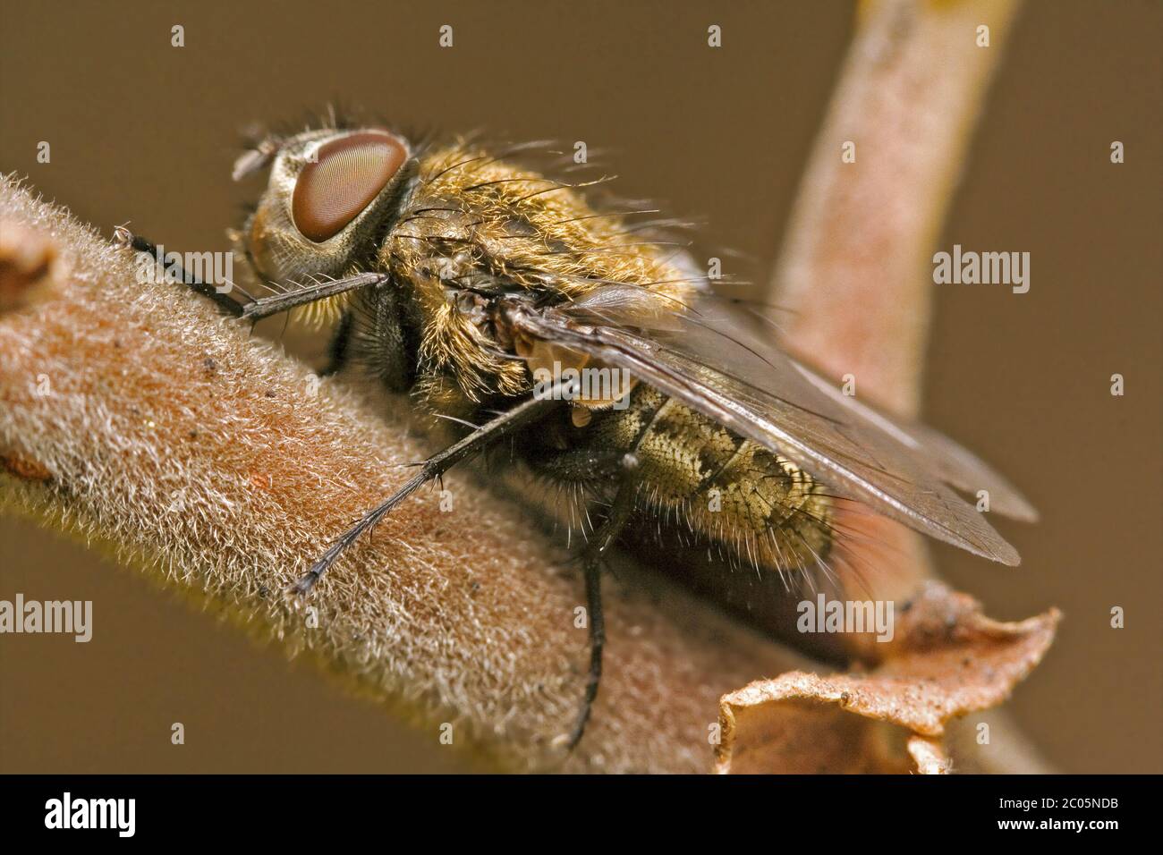 brown fly in a branch Stock Photo - Alamy