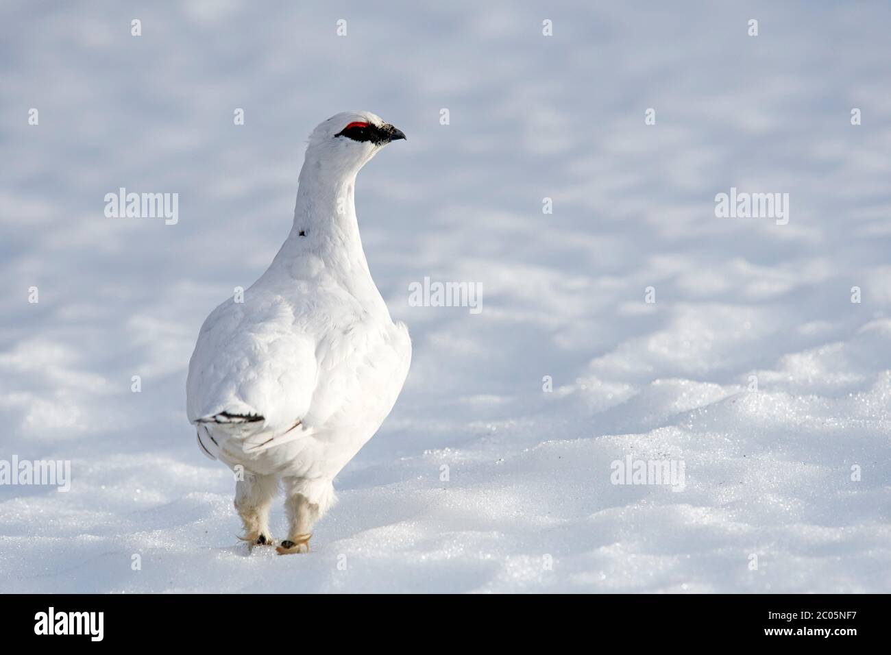 Great muta hi-res stock photography and images - Alamy