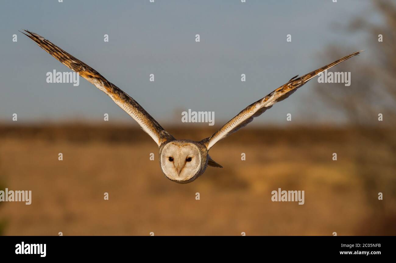owl in flight Stock Photo - Alamy