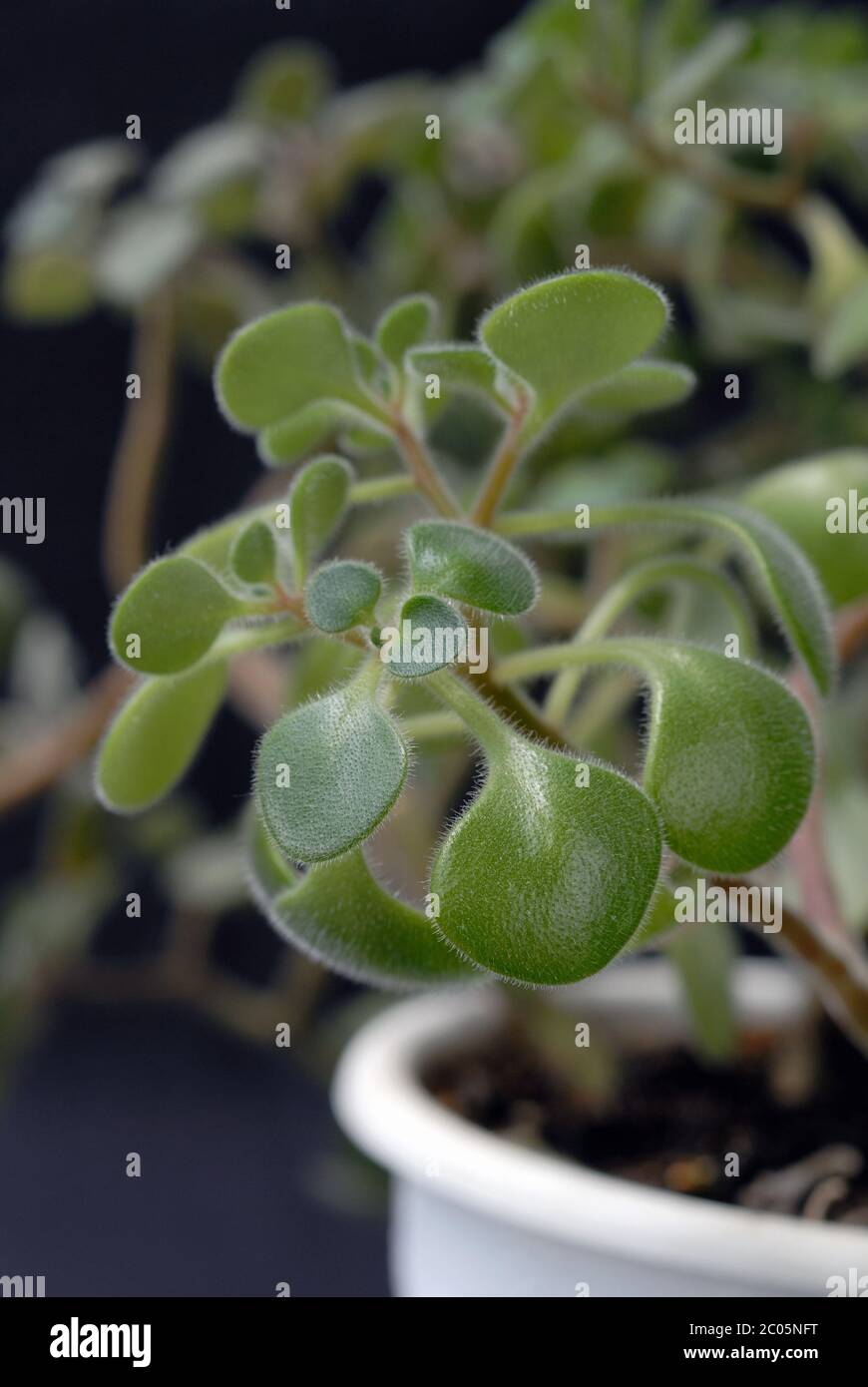 Pot opposite plants hi-res stock photography and images - Alamy