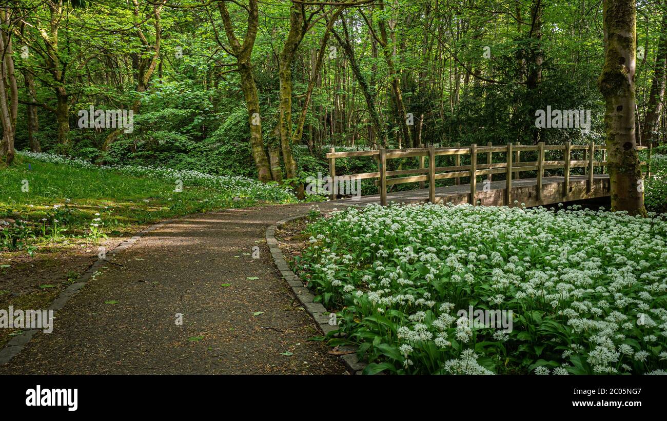 Wild Garlic flowers, Allium ursinum, growing on the forest floor in a ...