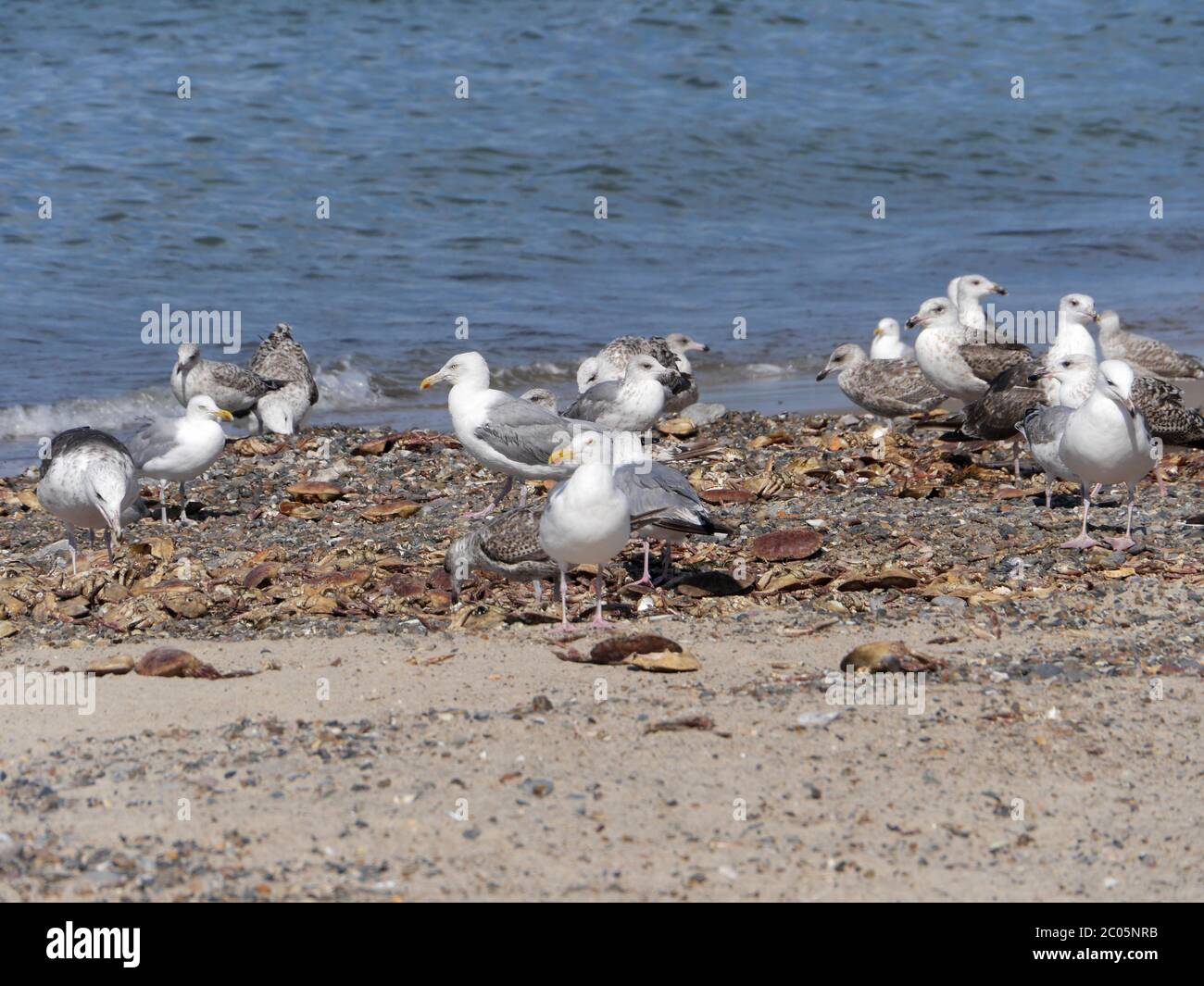 Seagulls eating hi-res stock photography and images - Alamy