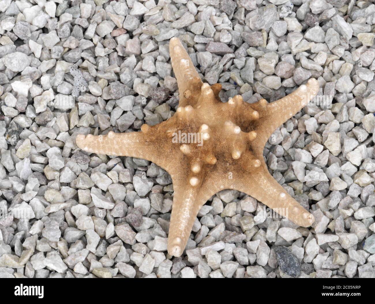 Big starfish hi-res stock photography and images - Alamy