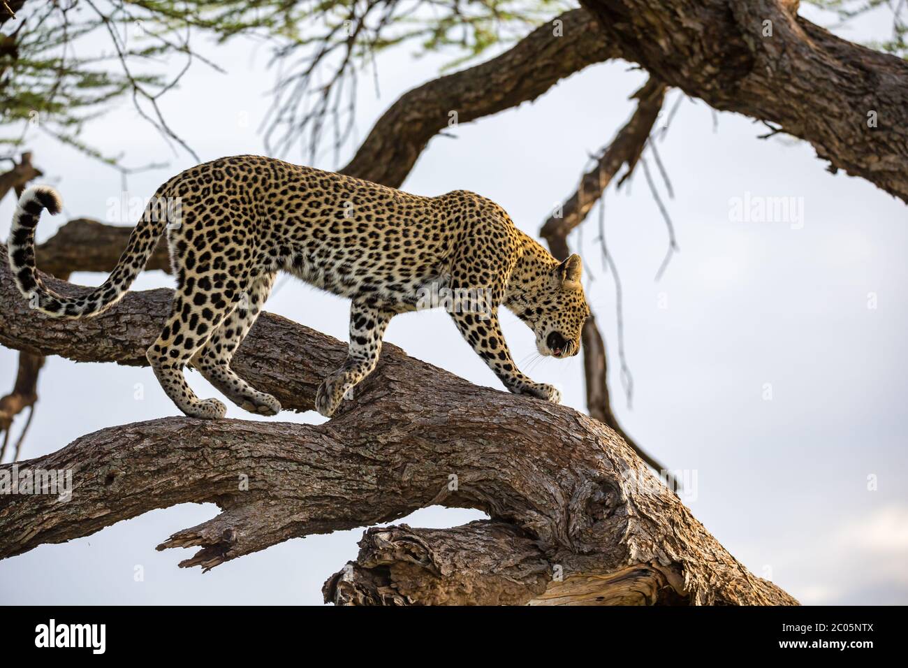 One leopard is walking up and down the tree on its branches Stock Photo ...