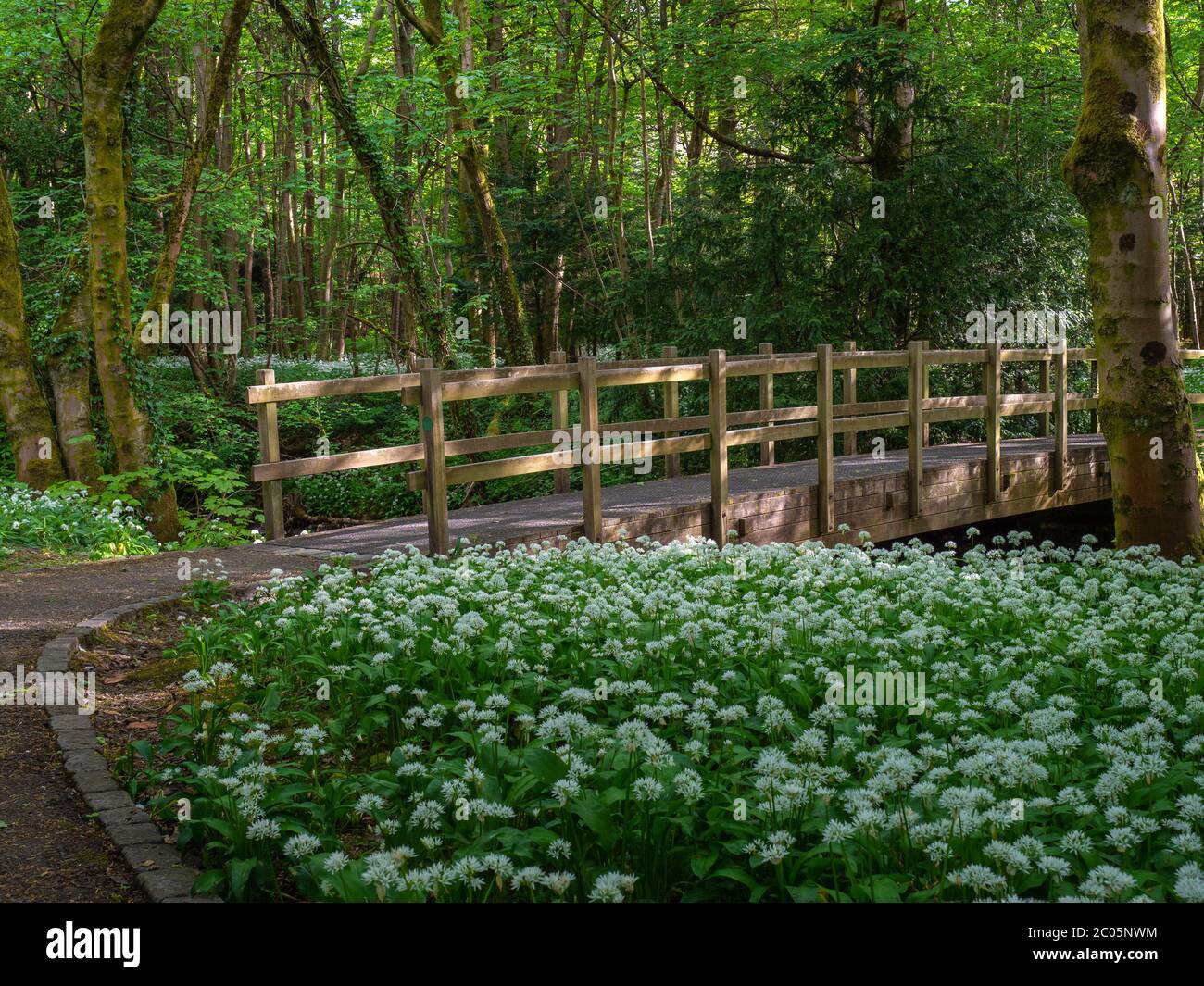 Garlic flowers hi-res stock photography and images - Alamy