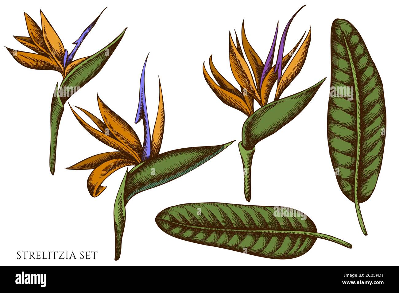 Vector set of hand drawn colored strelitzia Stock Vector Image & Art ...
