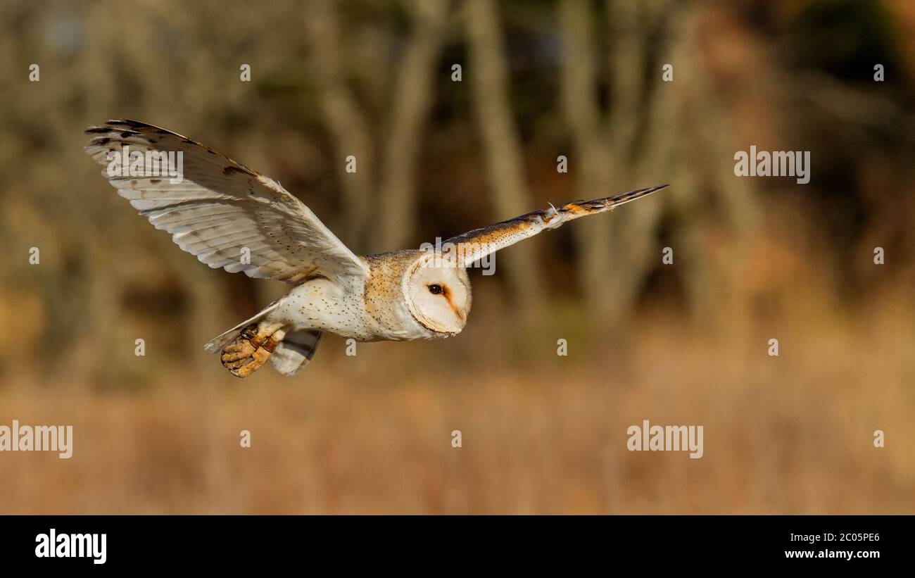 owl in flight Stock Photo - Alamy