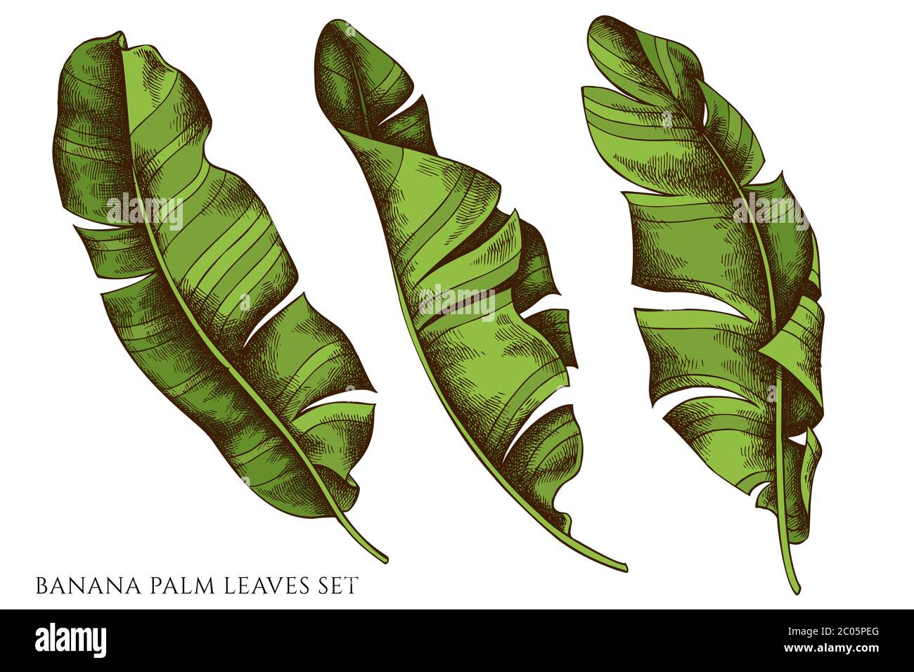 Banana Leaves Clip Art