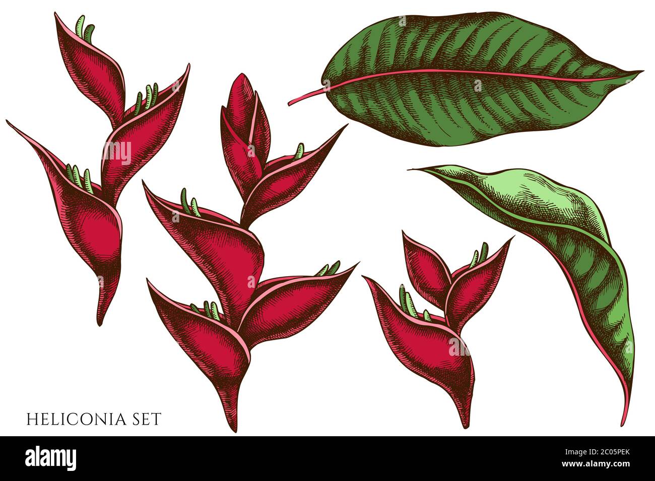 Vector set of hand drawn colored heliconia Stock Vector Image & Art - Alamy