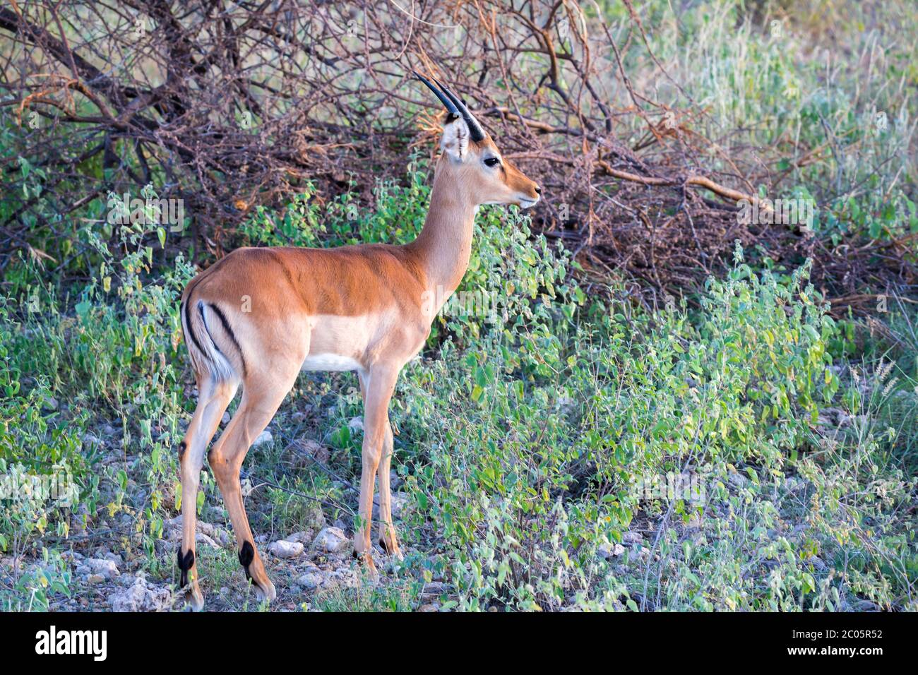 A native species of antelope in the meadow Stock Photo - Alamy