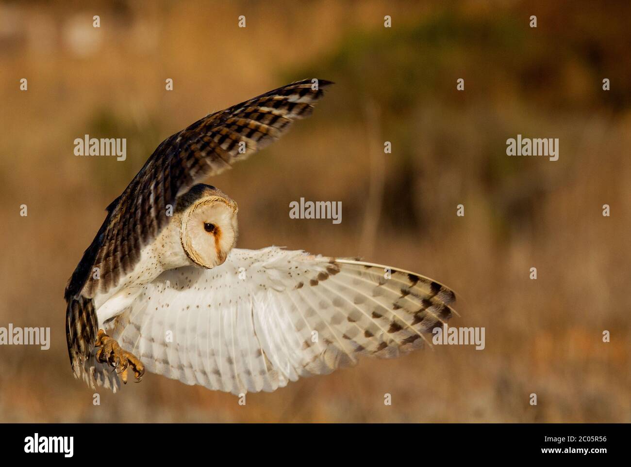Flight choice hi-res stock photography and images - Alamy