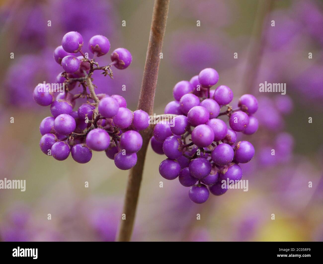Beautyberry hi-res stock photography and images - Alamy