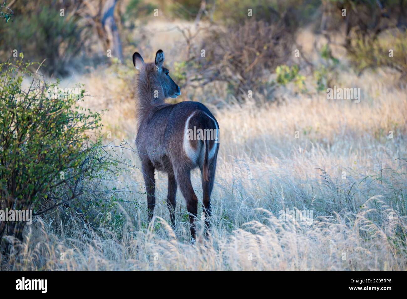 A native species of antelope in the meadow Stock Photo - Alamy