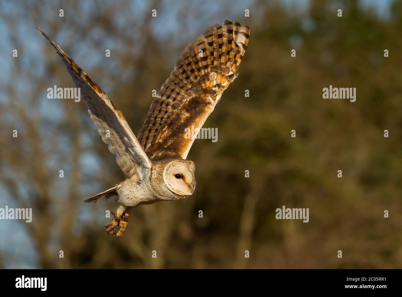 owl in flight Stock Photo - Alamy