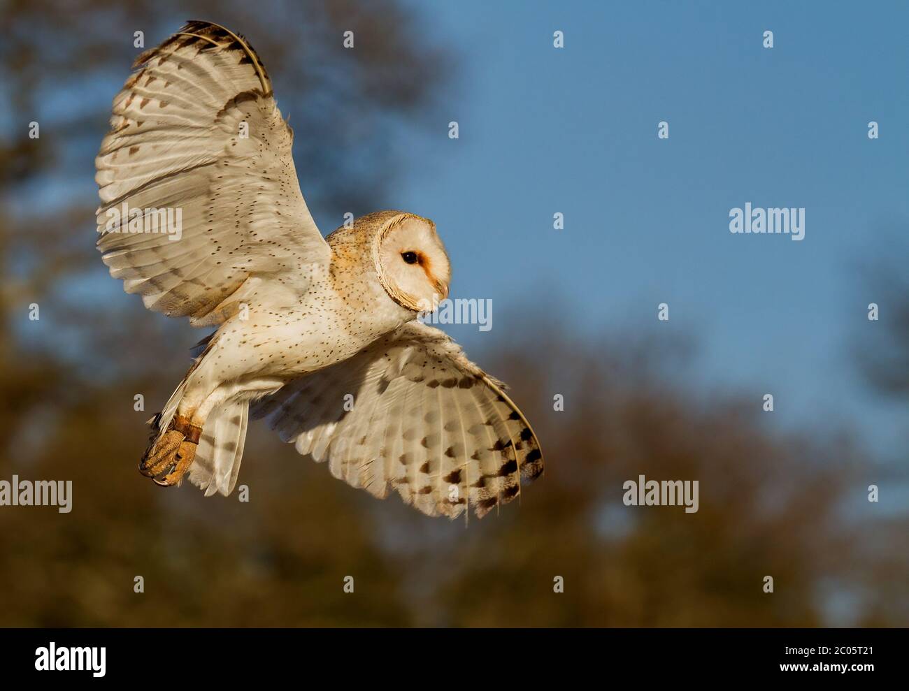 owl in flight Stock Photo - Alamy