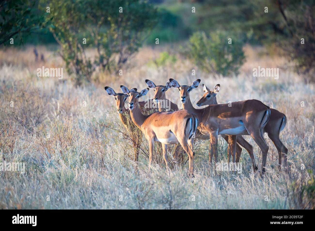A native species of antelope in the meadow Stock Photo - Alamy