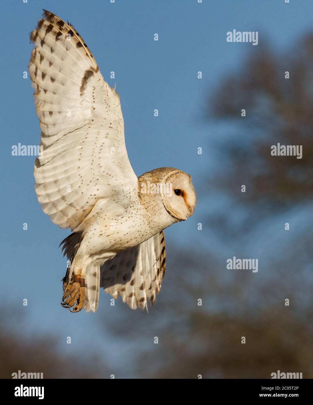 owl in flight Stock Photo - Alamy
