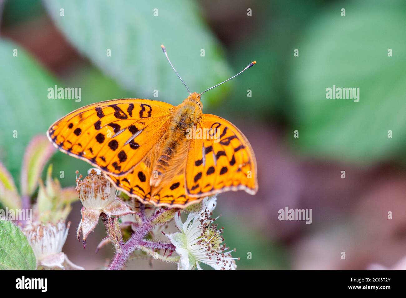 High brown fritillary butterfly hi-res stock photography and images - Alamy