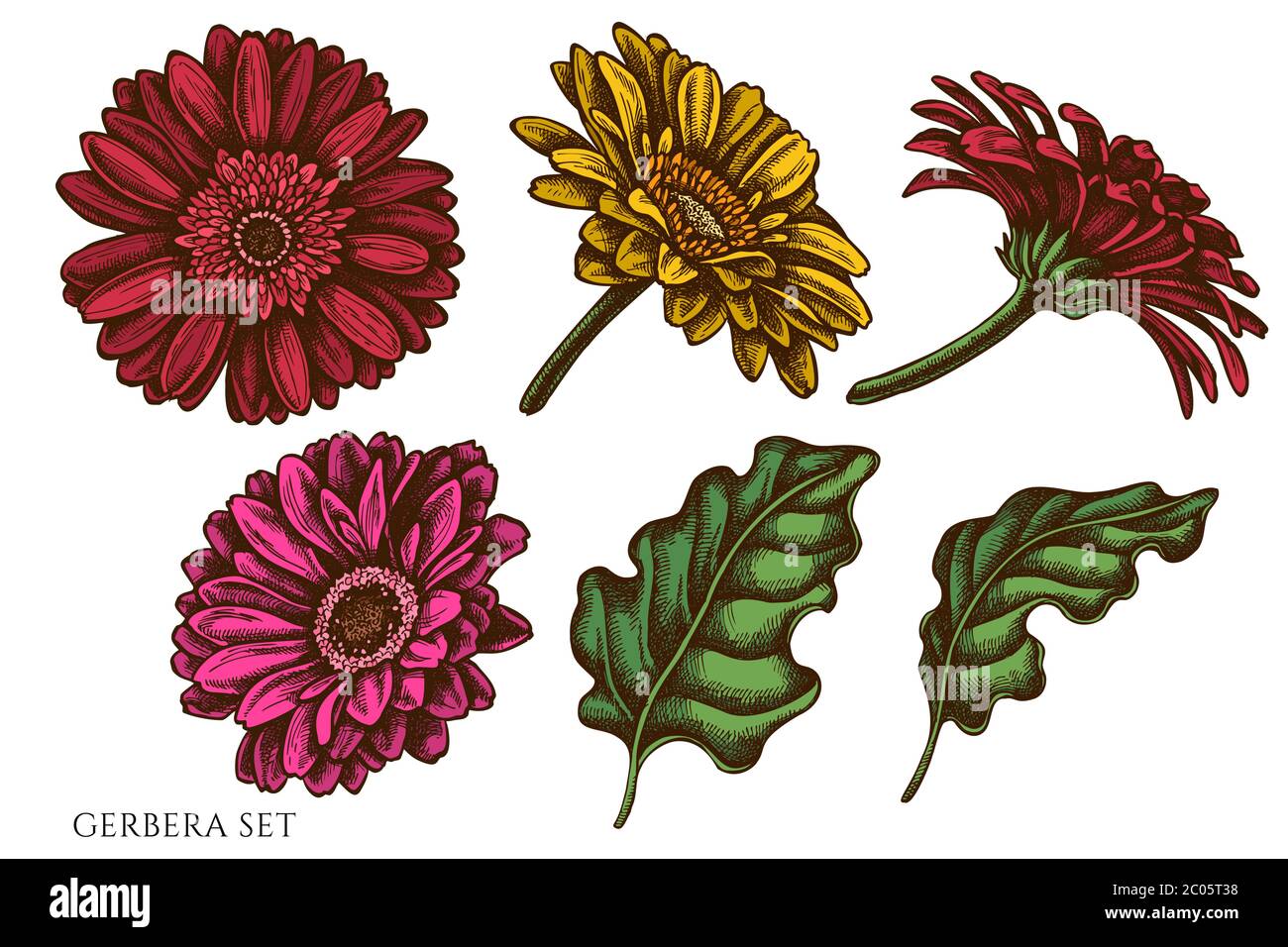 Vector set of hand drawn colored gerbera Stock Vector Image & Art - Alamy