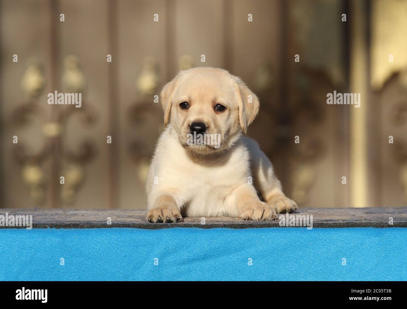 the little labrador puppy on a blue background Stock Photo - Alamy