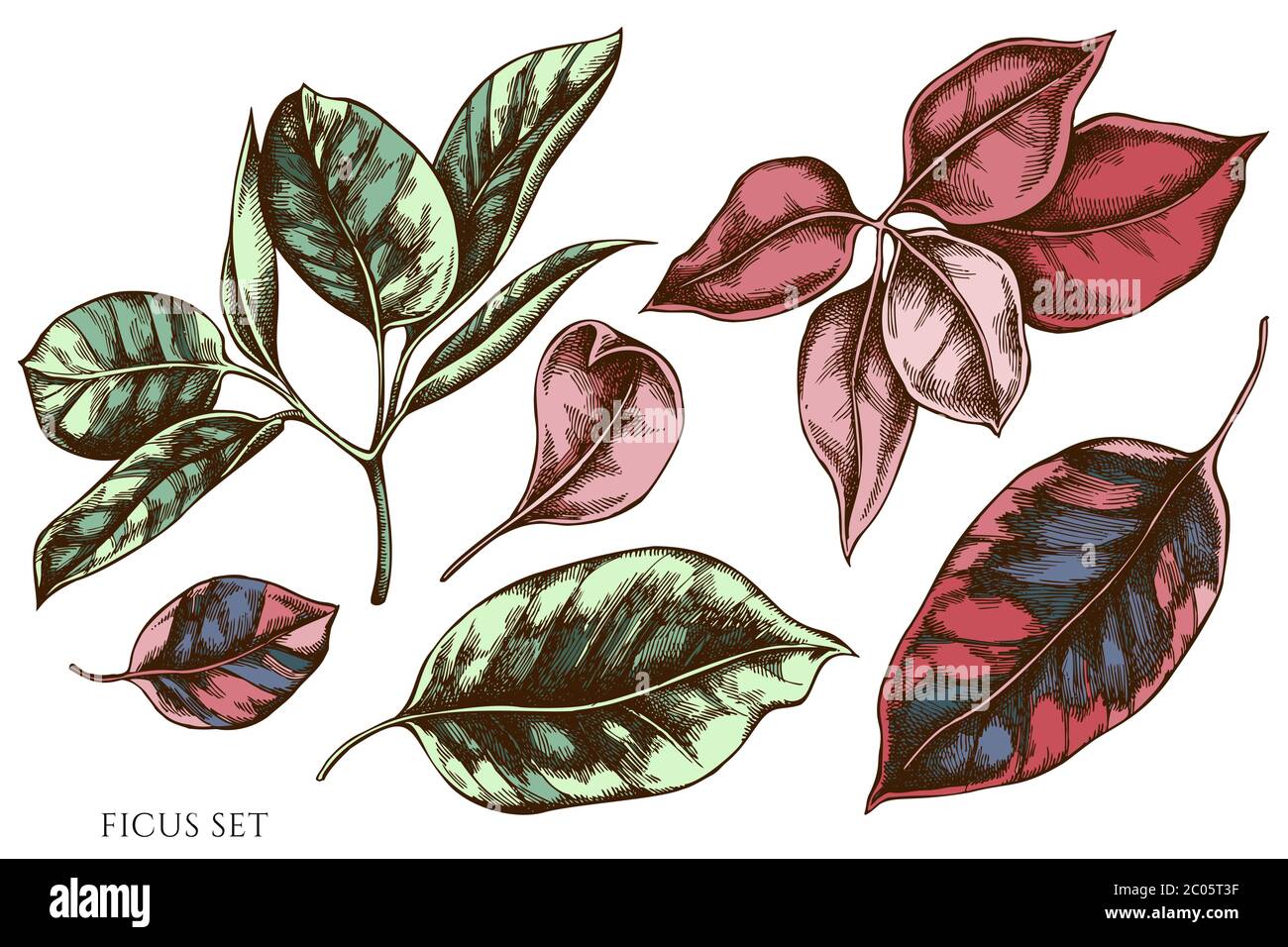Vector set of hand drawn colored ficus Stock Vector Image & Art - Alamy
