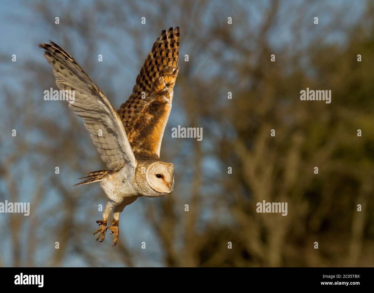 owl in flight Stock Photo - Alamy