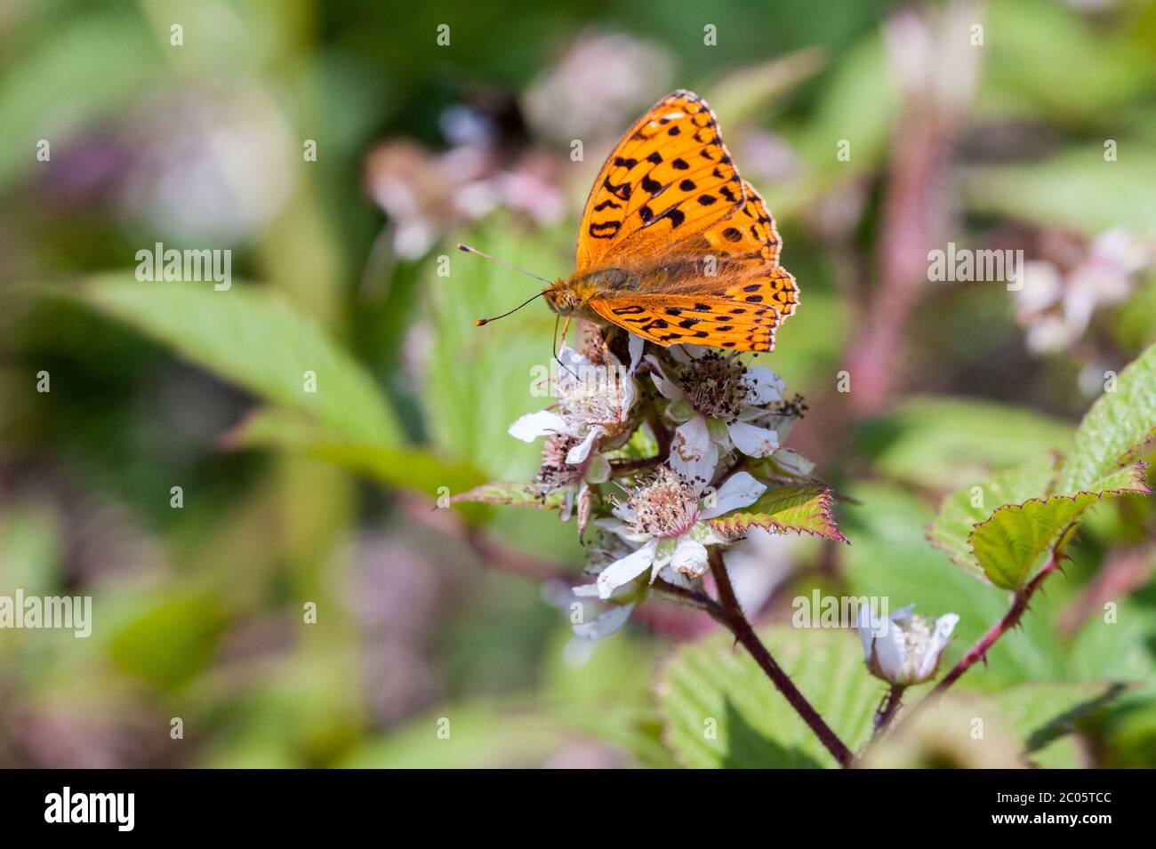 High brown fritillary butterfly hi-res stock photography and images - Alamy