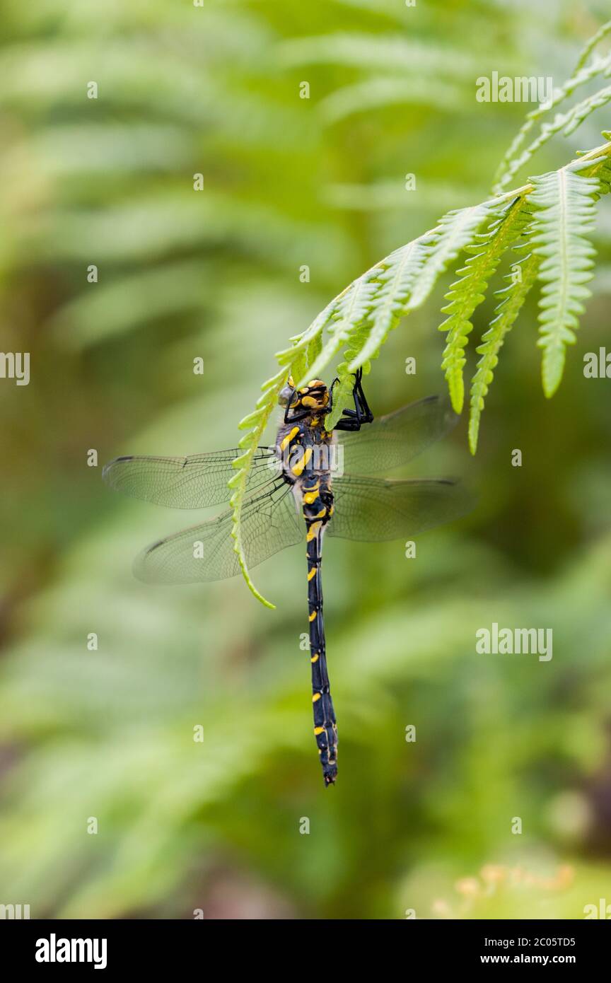 Resting golden ringed dragonfly hi-res stock photography and images - Alamy