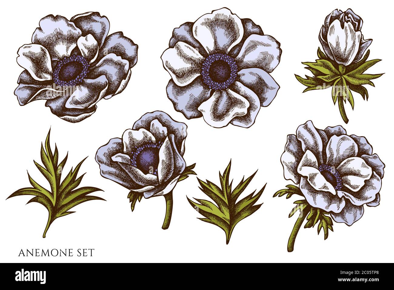 Vector set of hand drawn colored anemone Stock Vector Image & Art - Alamy