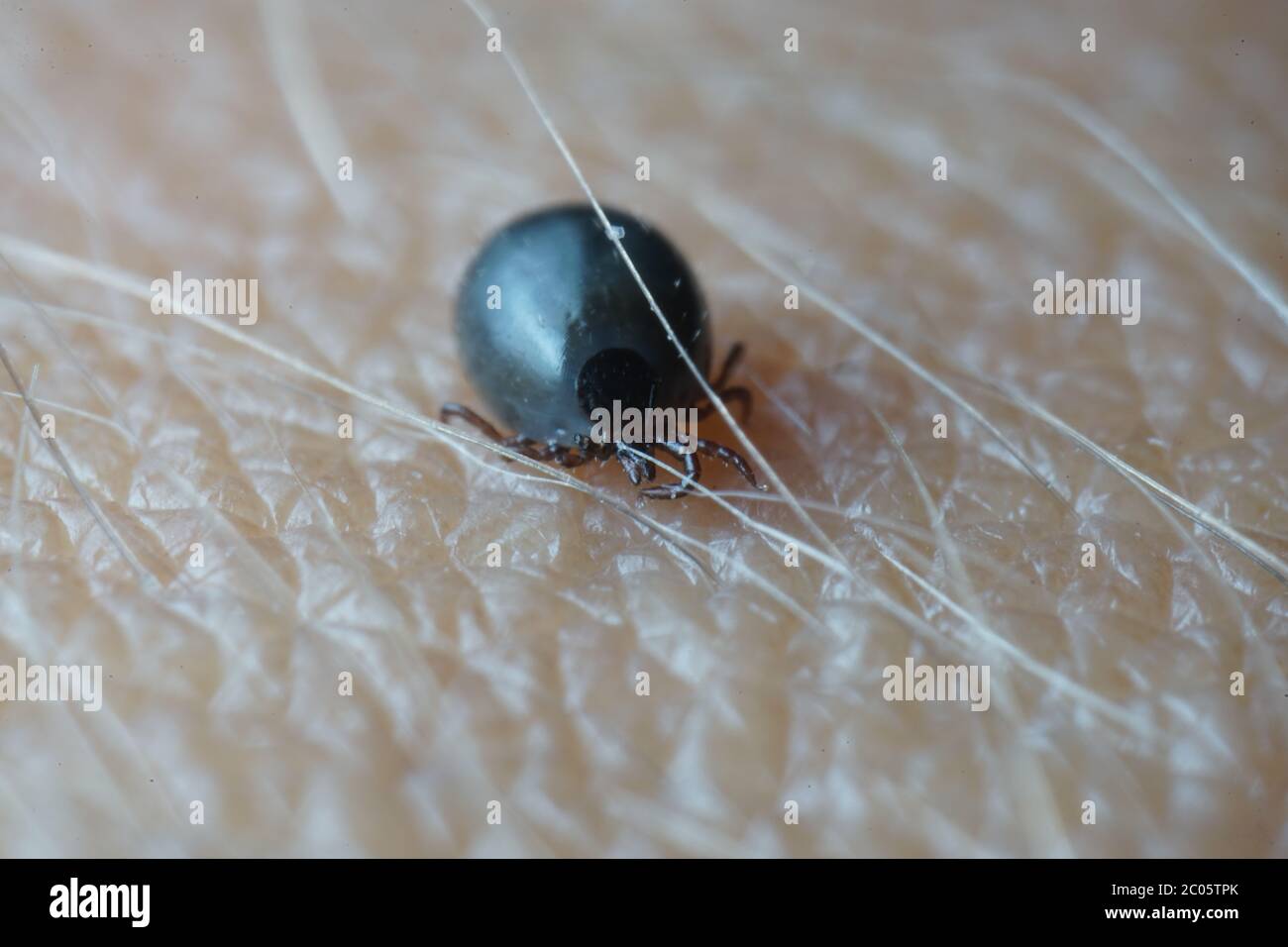 Super close up macro of blood filled black dark grey colored male tick ...