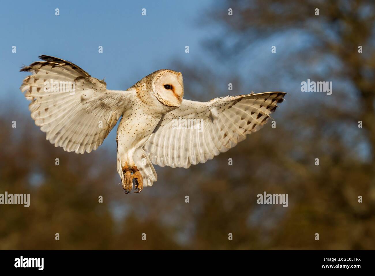 owl in flight Stock Photo - Alamy