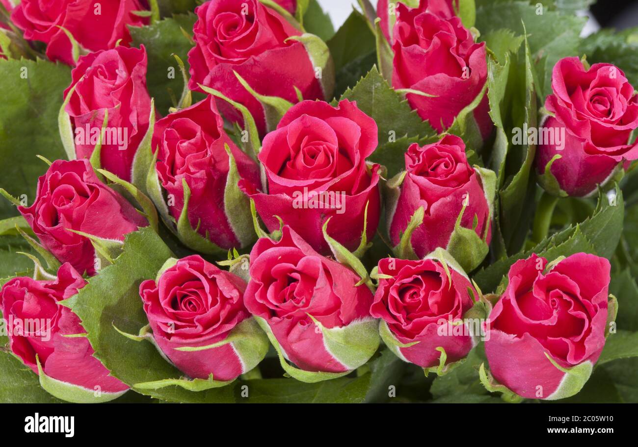Red roses bouquet Stock Photo - Alamy