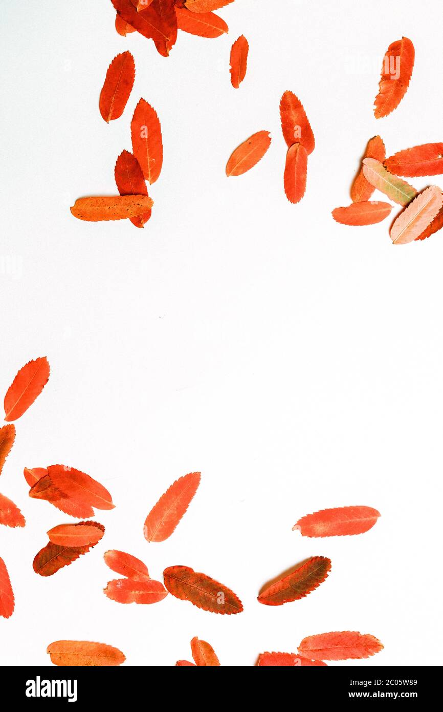 Flat lay autumn leaves on white background. Vertical photo Stock Photo ...