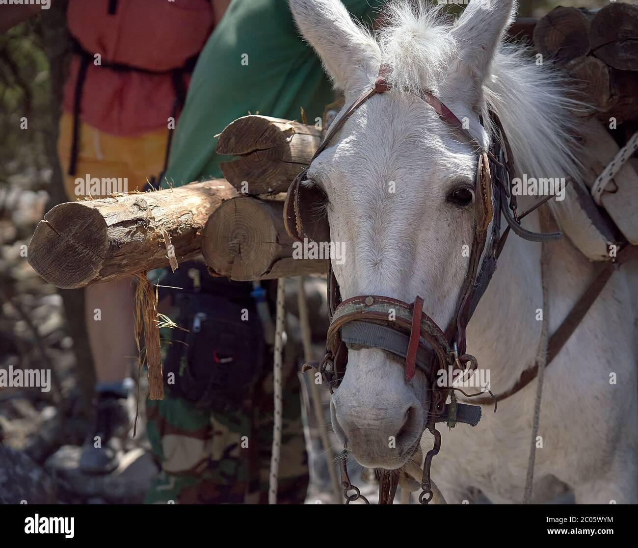 Donkey bridle hi-res stock photography and images - Alamy