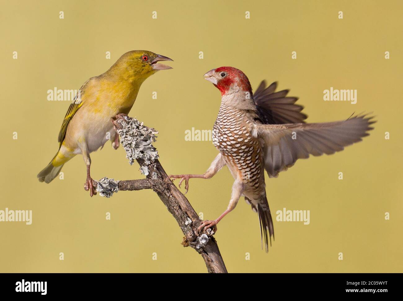 garden bird interaction Stock Photo - Alamy