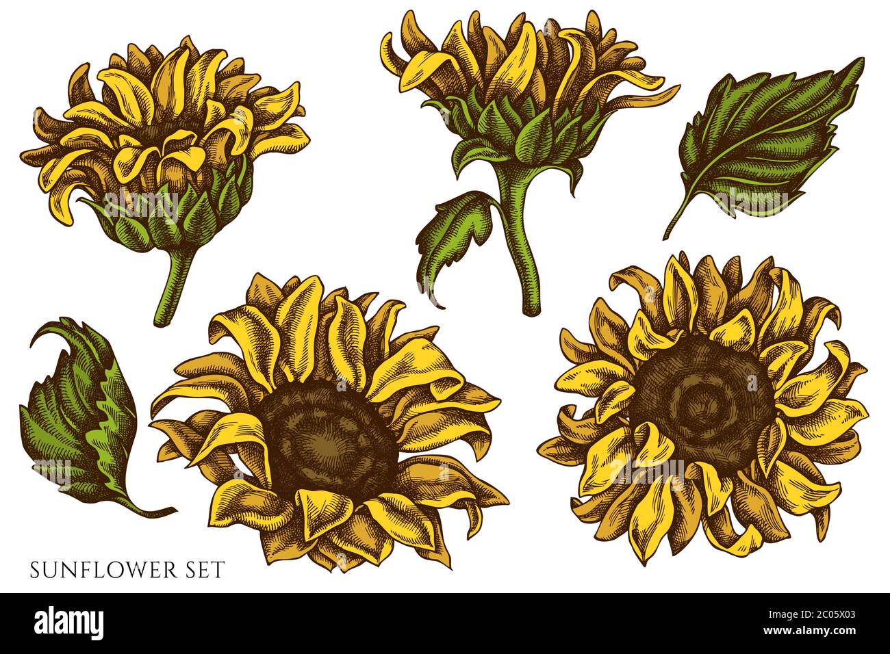 Hand colored engraving Stock Vector Images - Alamy