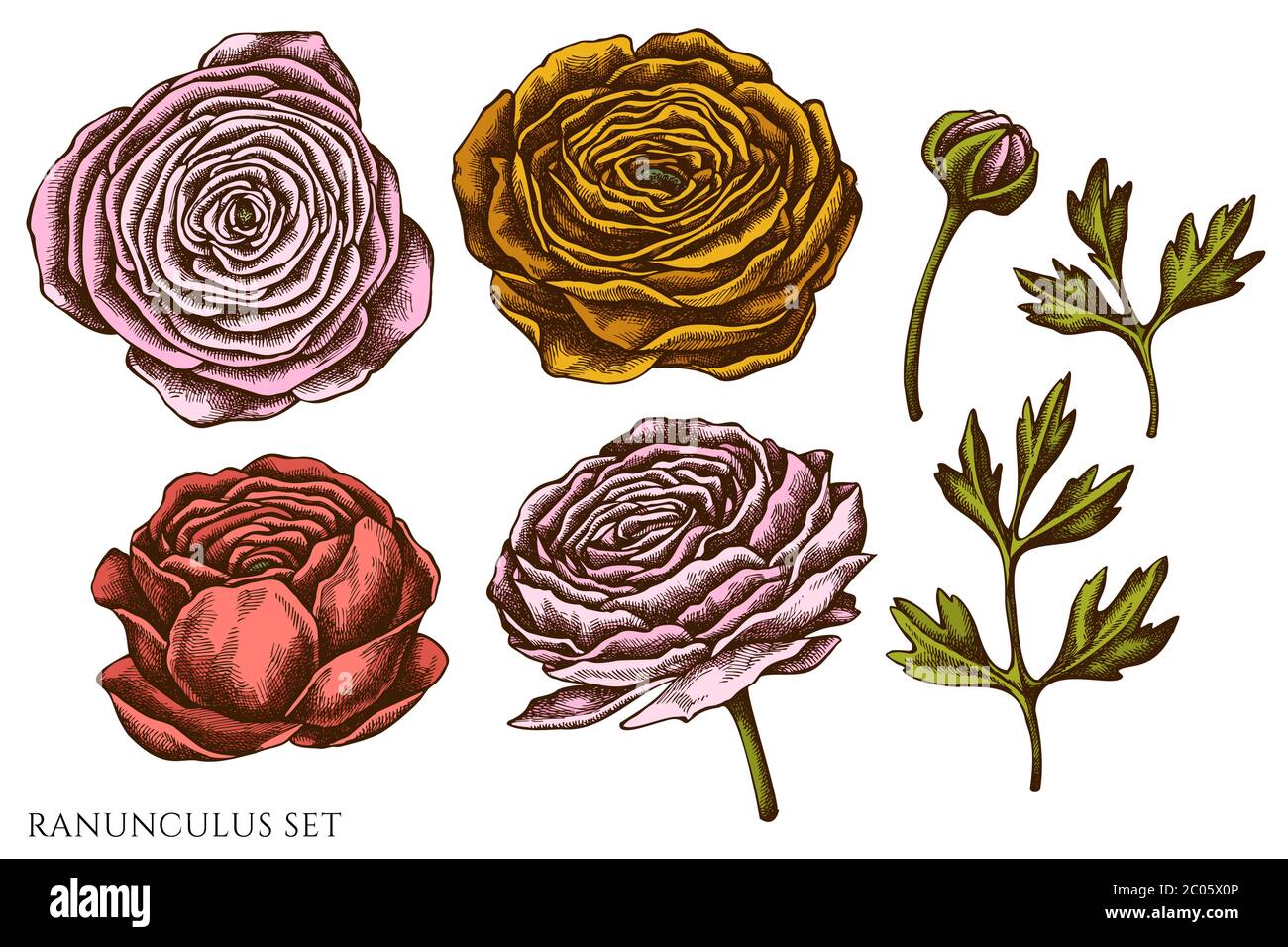 Vector set of hand drawn colored ranunculus Stock Vector Image & Art ...