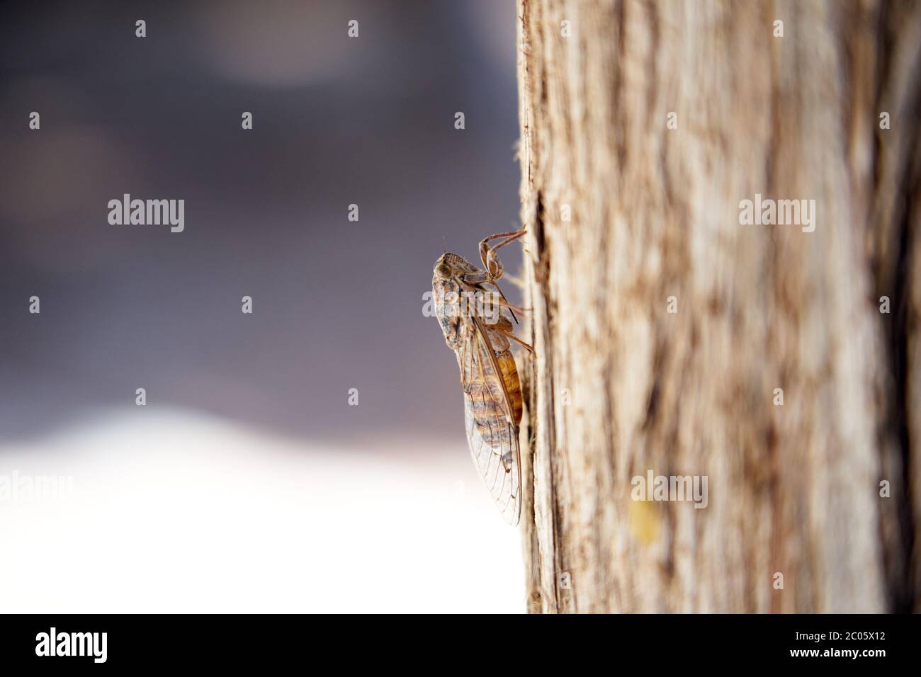 A cicada ( Lyristes Plebeja ) chirping on Crete Stock Photo - Alamy