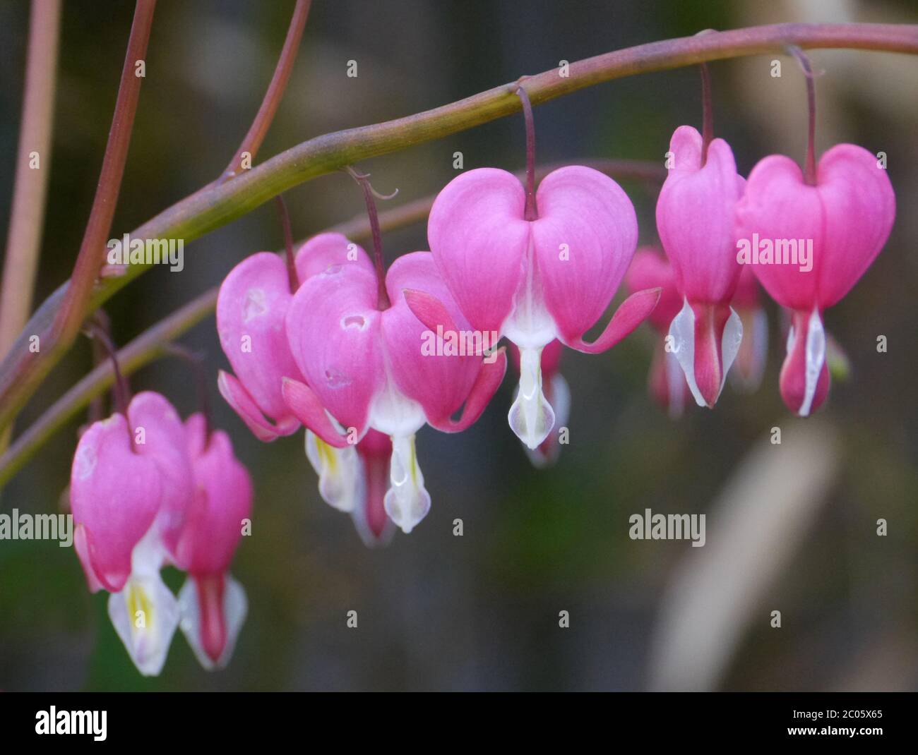 bot. bleeding heart Stock Photo - Alamy