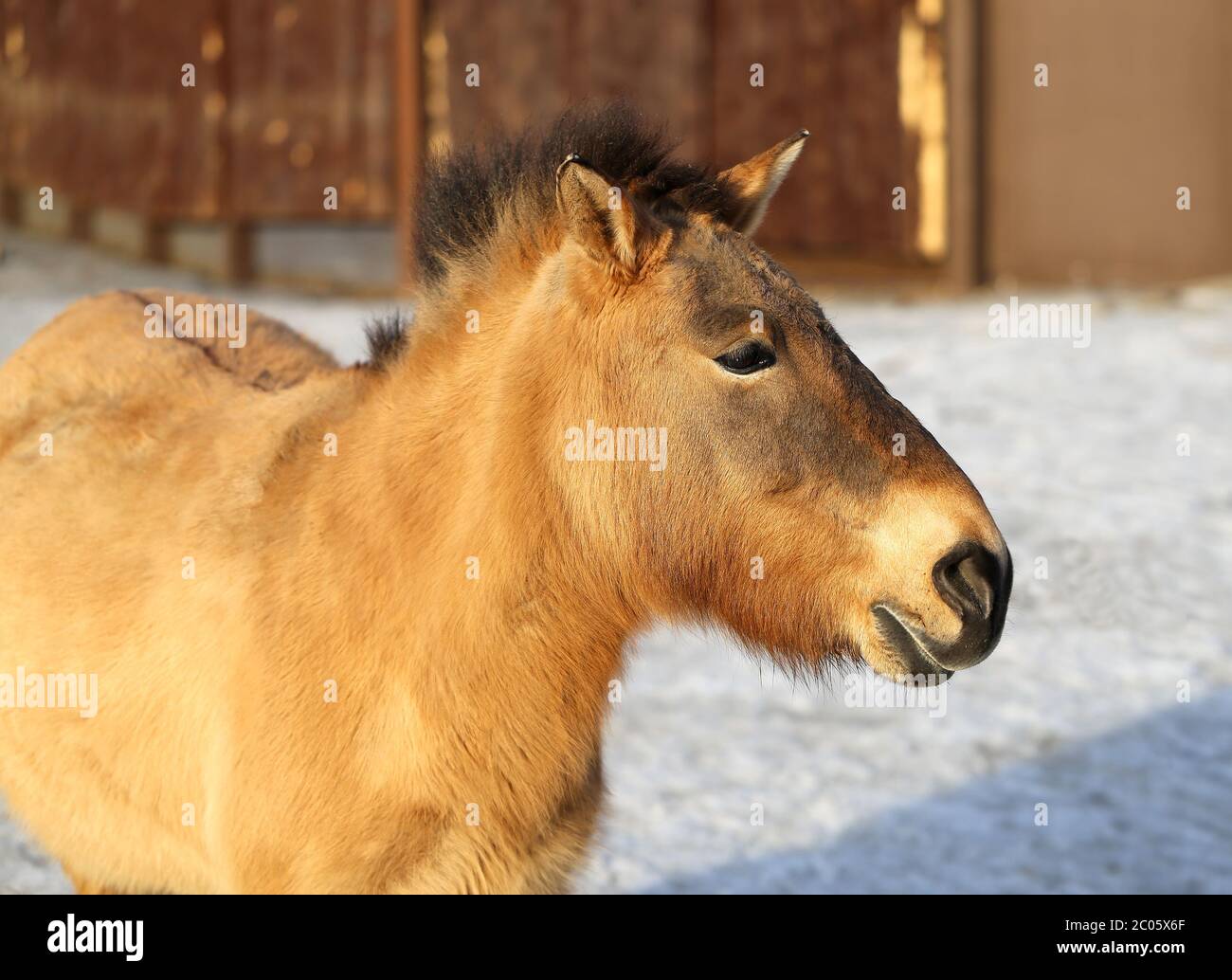 Portrait of a beautiful donkey Stock Photo - Alamy