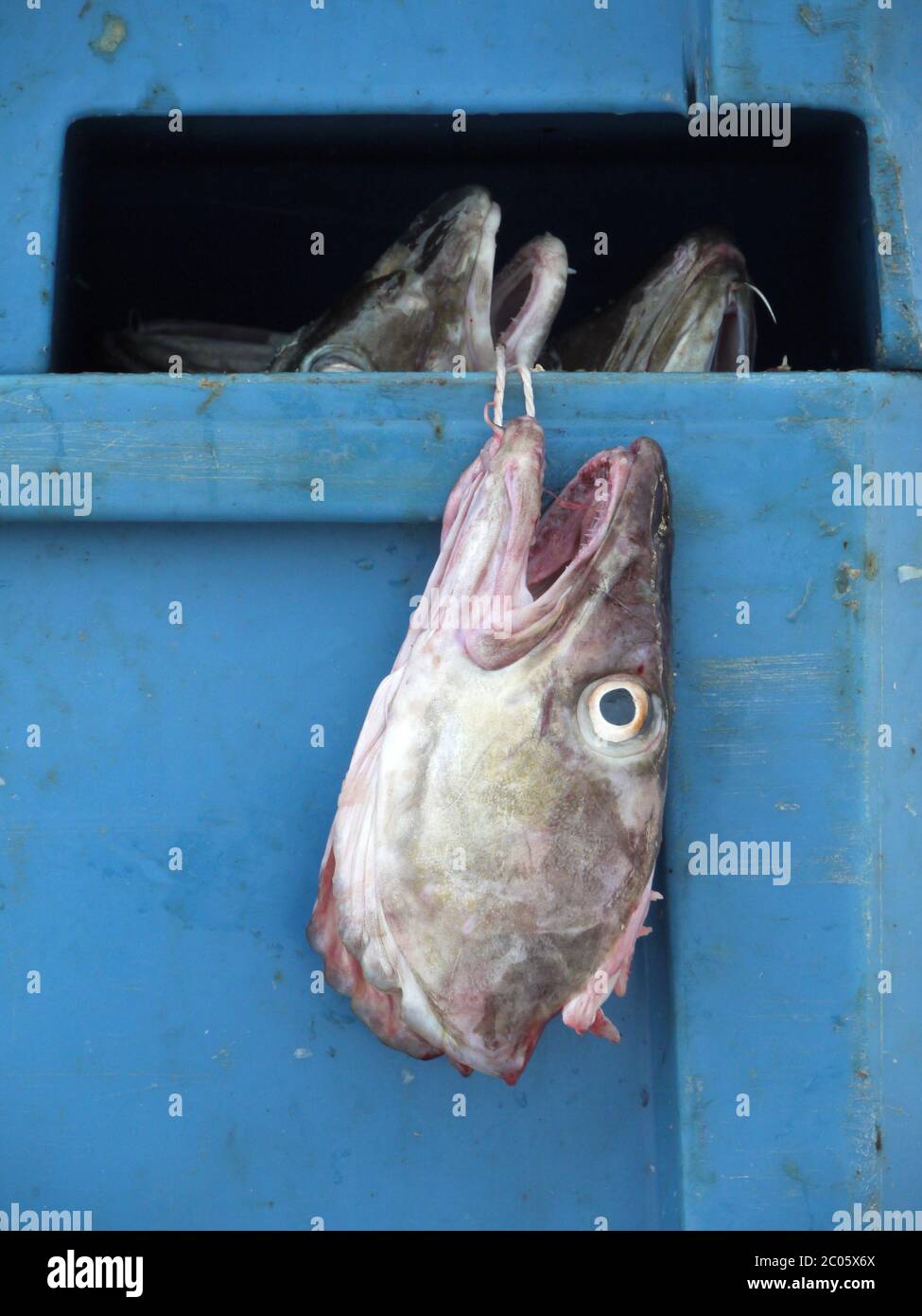 Clip fish racks hi-res stock photography and images - Alamy