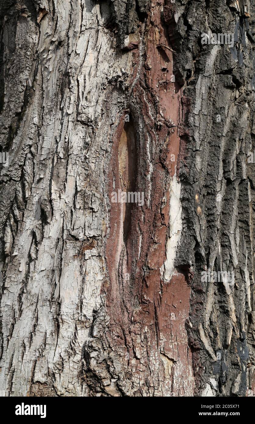 bark of the tree Stock Photo - Alamy