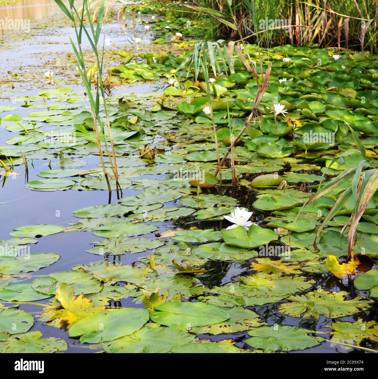 Large leaves water lily hi-res stock photography and images - Alamy