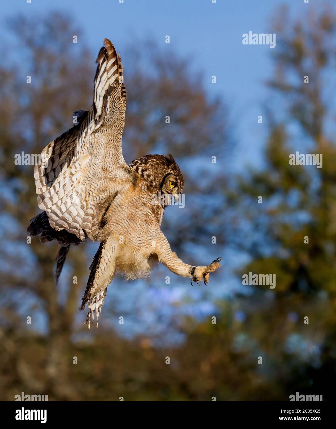 owl in flight Stock Photo - Alamy