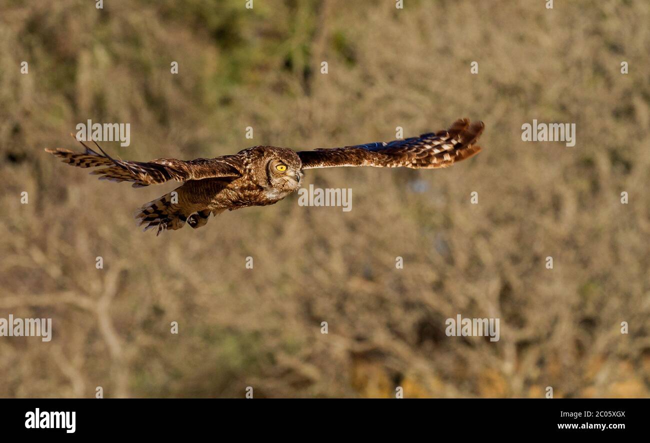 owl in flight Stock Photo - Alamy