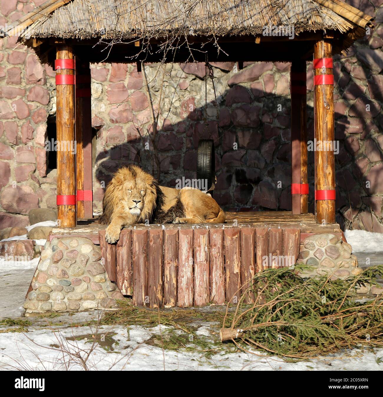 Beautiful lion hi-res stock photography and images - Alamy