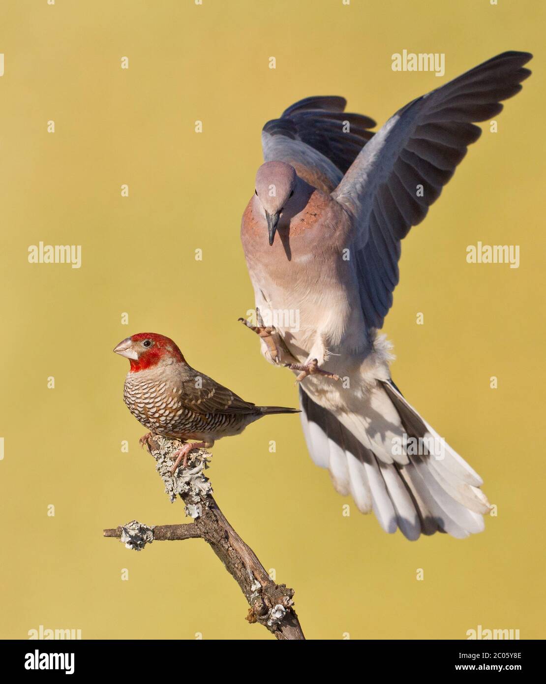 garden bird interaction Stock Photo - Alamy