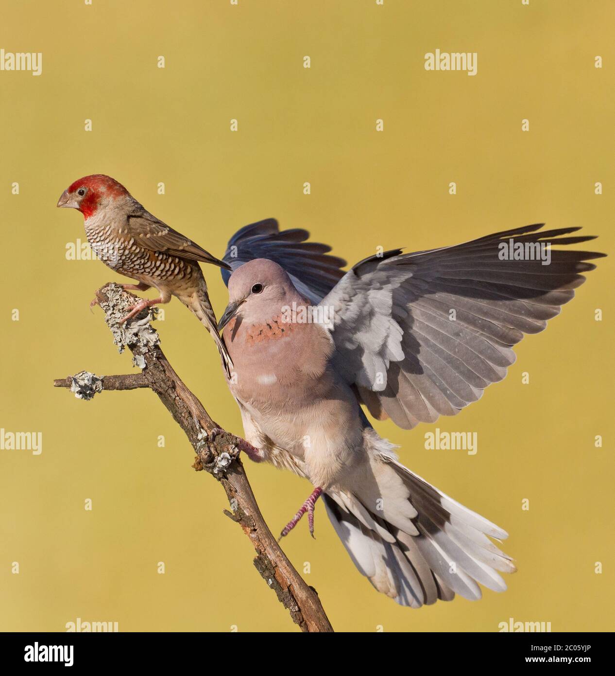 garden bird interaction Stock Photo - Alamy