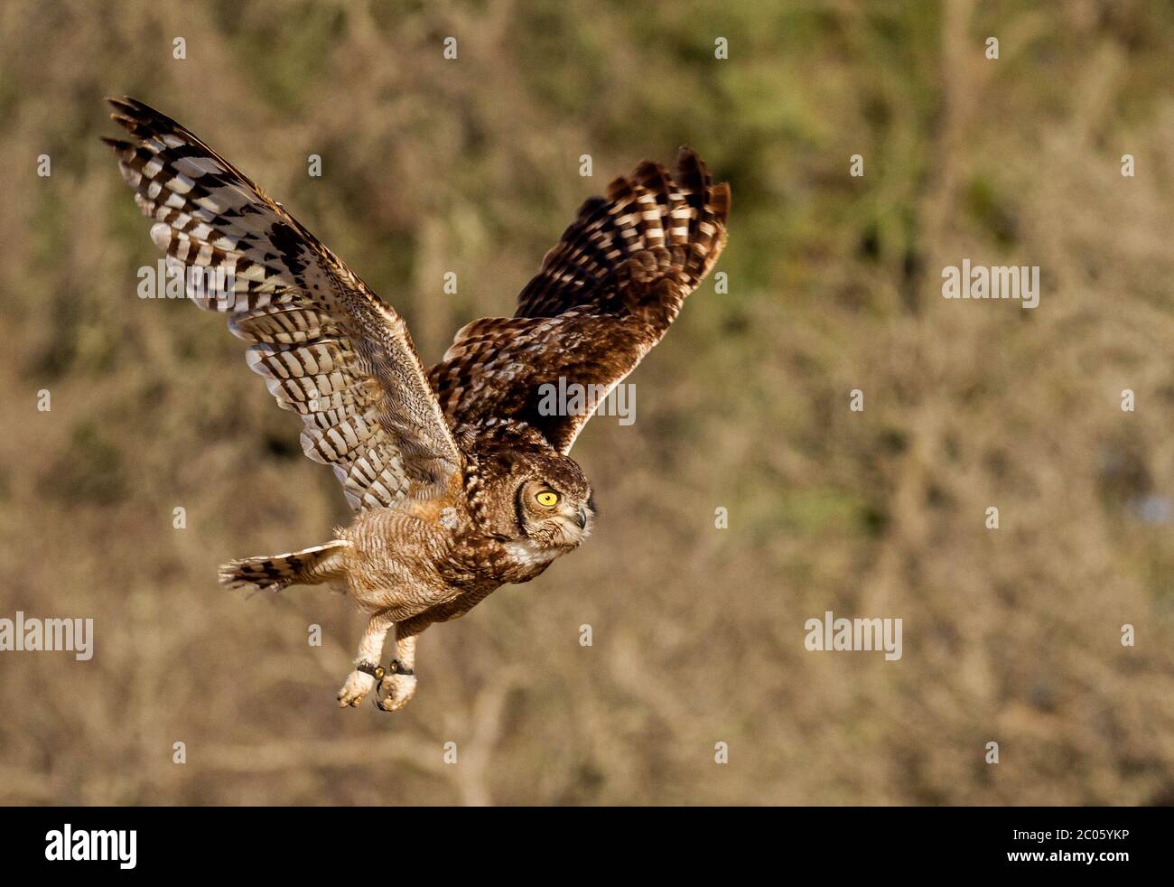 owl in flight Stock Photo - Alamy
